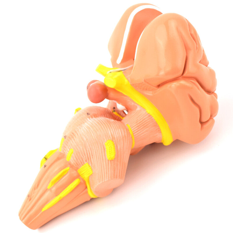 Human Brain Stem Model, 3X Life-Size