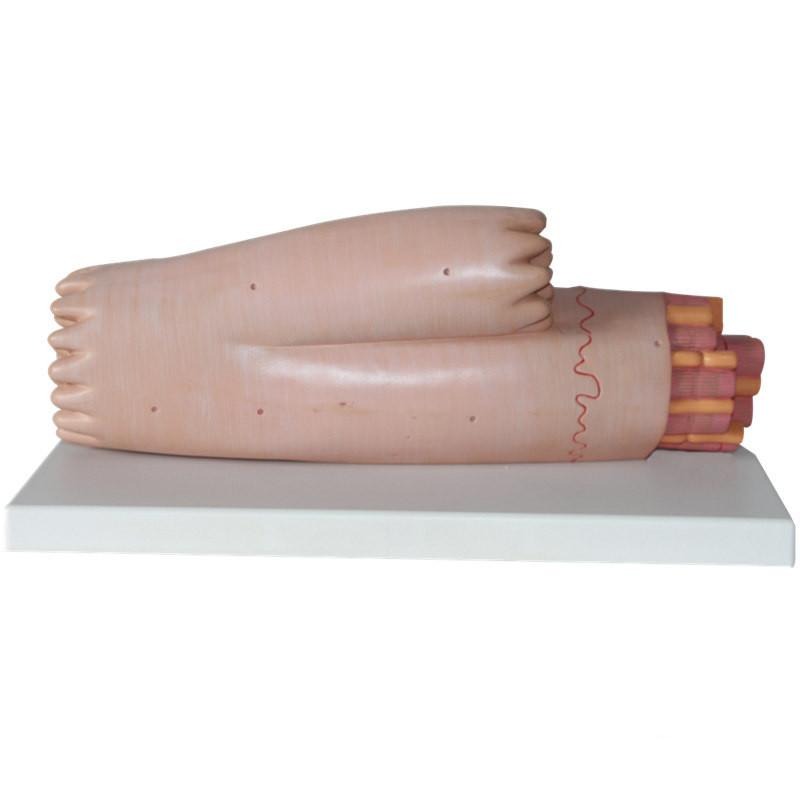 Microstructure of Cardiac Muscle Model