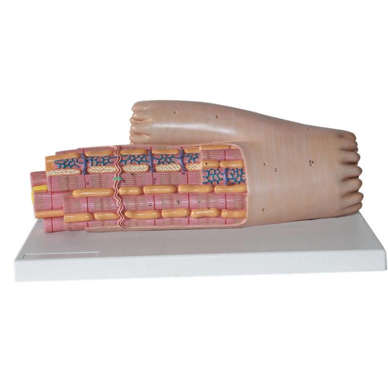 Microstructure of Cardiac Muscle Model