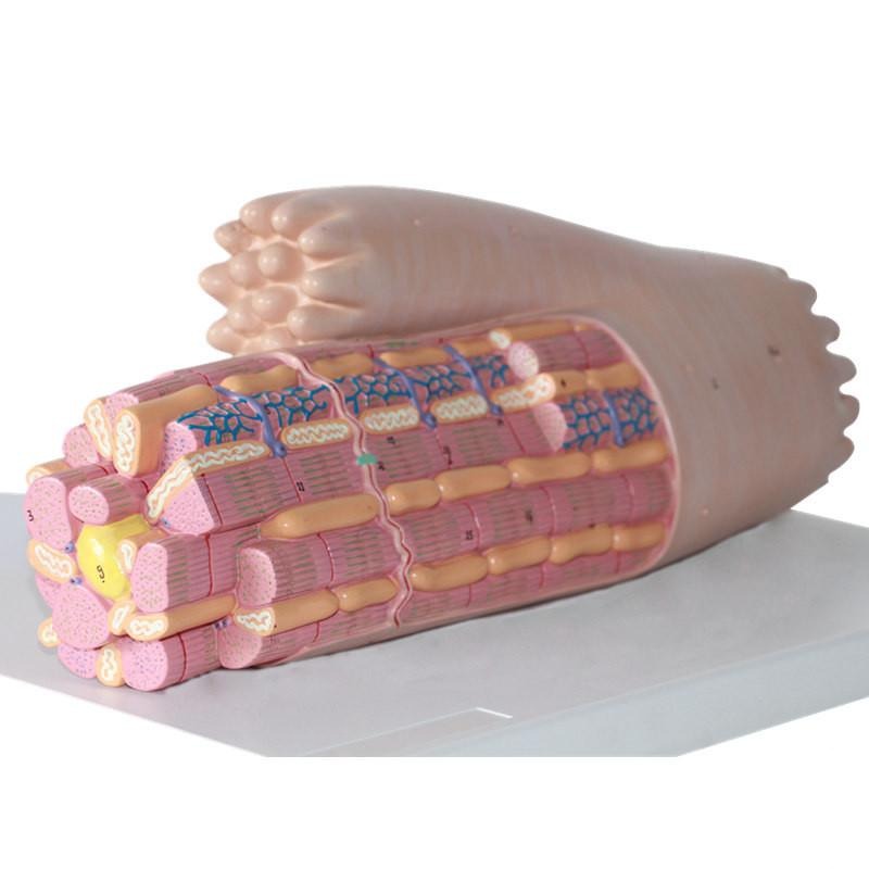 Microstructure of Cardiac Muscle Model
