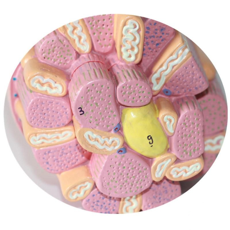 Microstructure of Cardiac Muscle Model