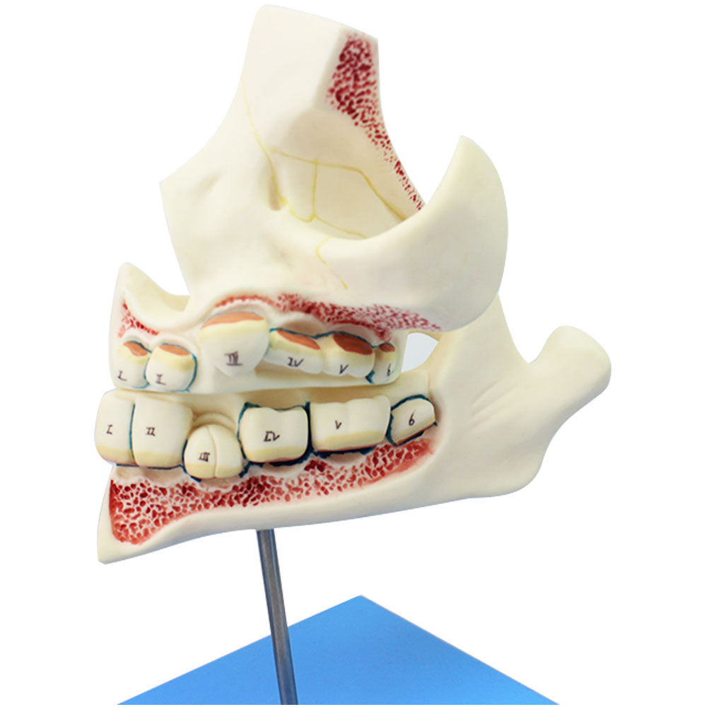 Dentition Development Model