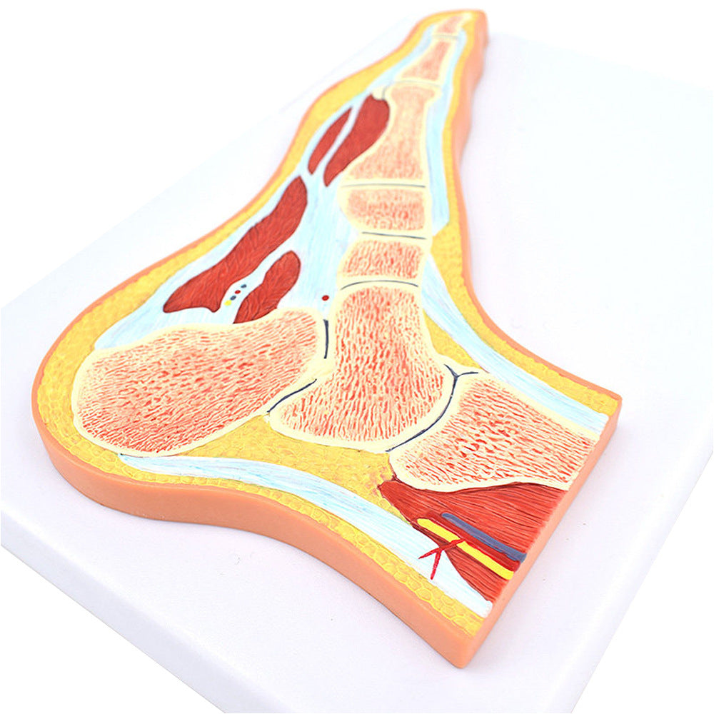Normal Foot Section Model, Life-Size – Dr Wong Anatomy