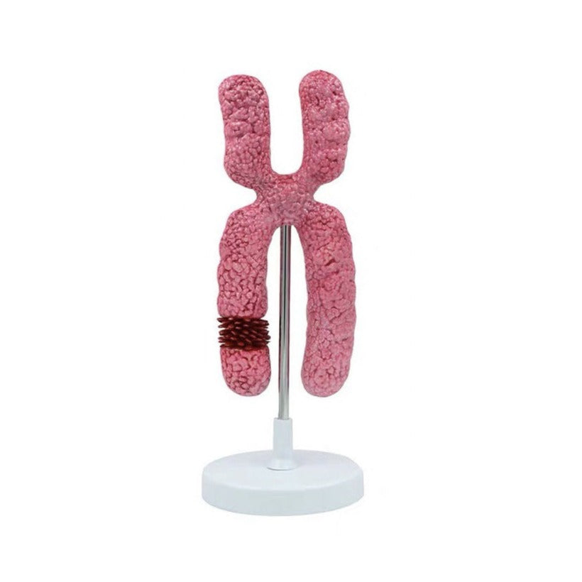 Chromosome Model