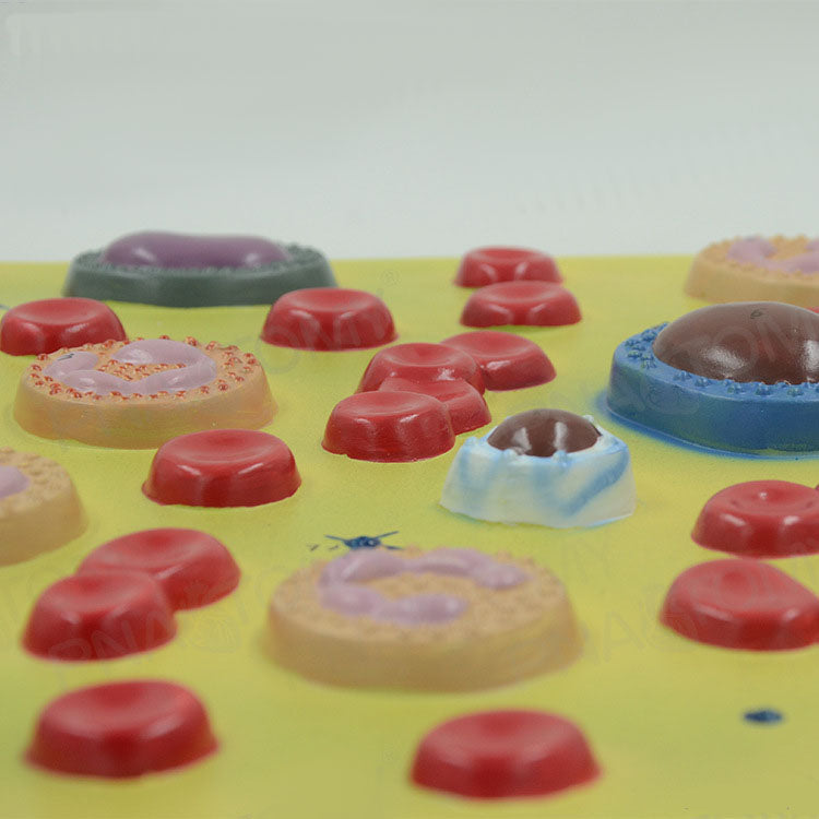 Human Blood Cell Types Model