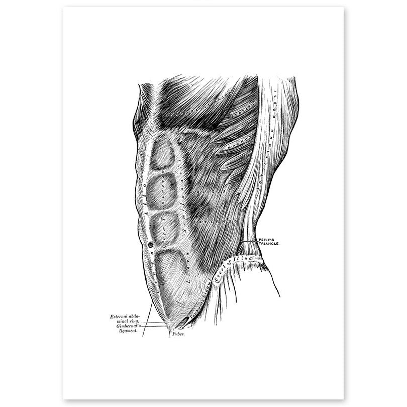 Anatomy Art Print - Male Torso Muscles