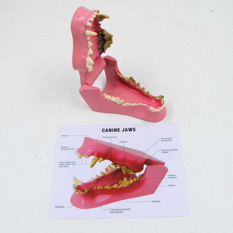 Canine Jaw Model