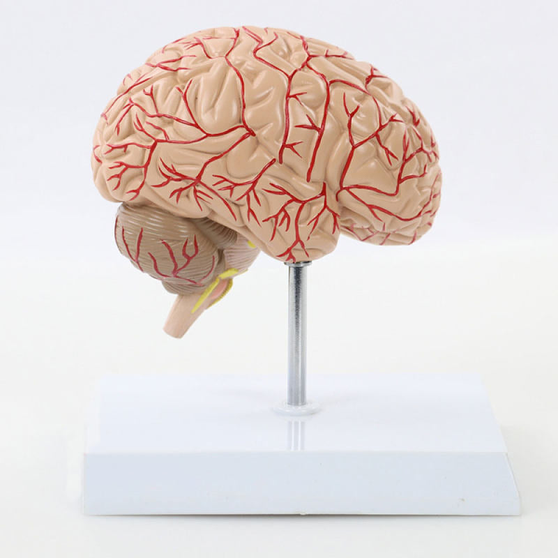Half Brain Model, Life-Size