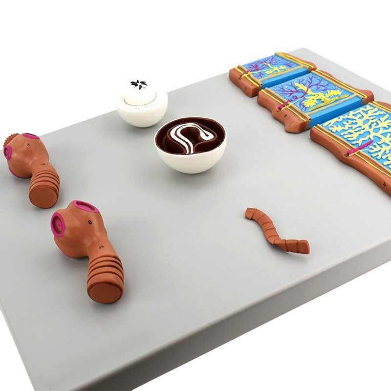 Comparative Tapeworm Model