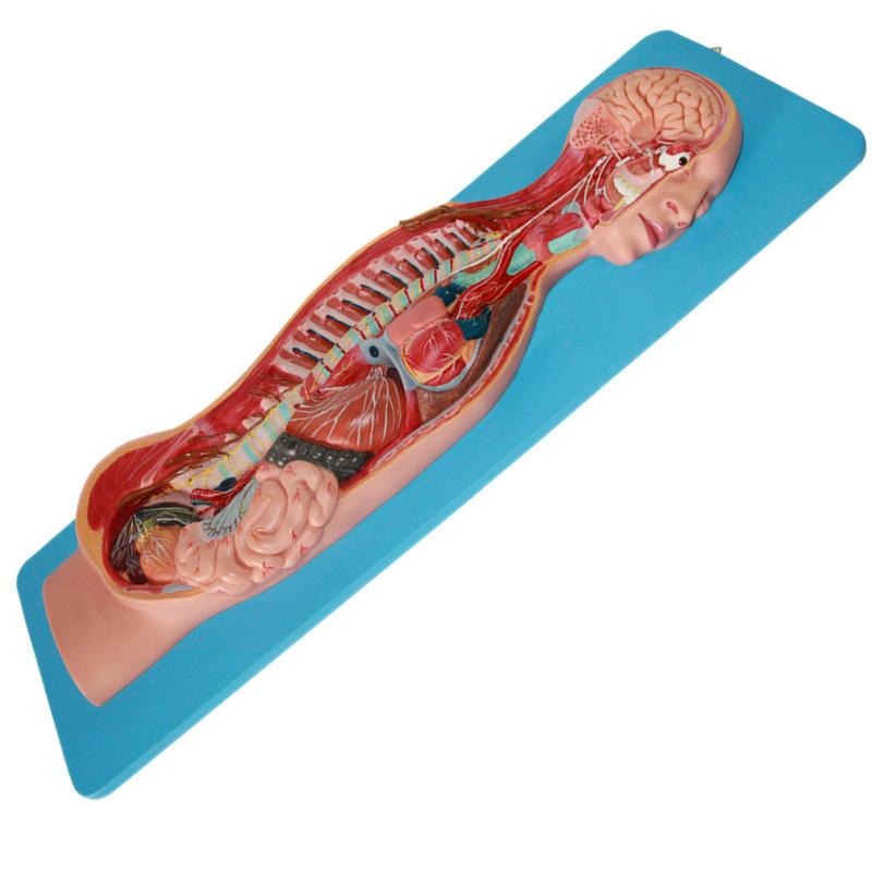 Sympathetic Nervous System Model – Dr Wong Anatomy