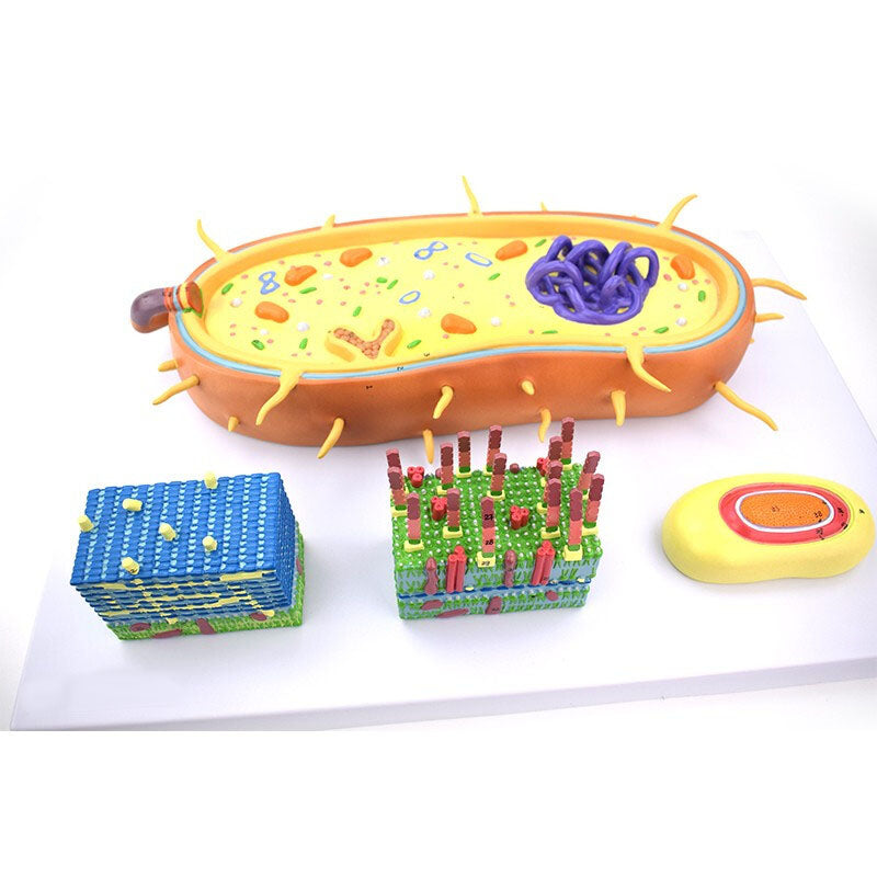 Bacterium Model Set