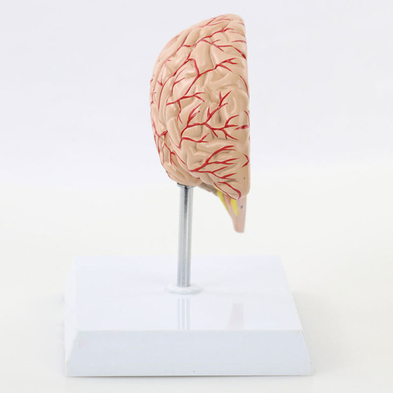 Half Brain Model, Life-Size