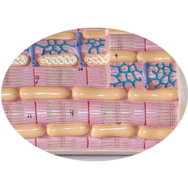 Microstructure of Cardiac Muscle Model
