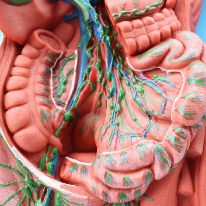Human Lymphatic System Model