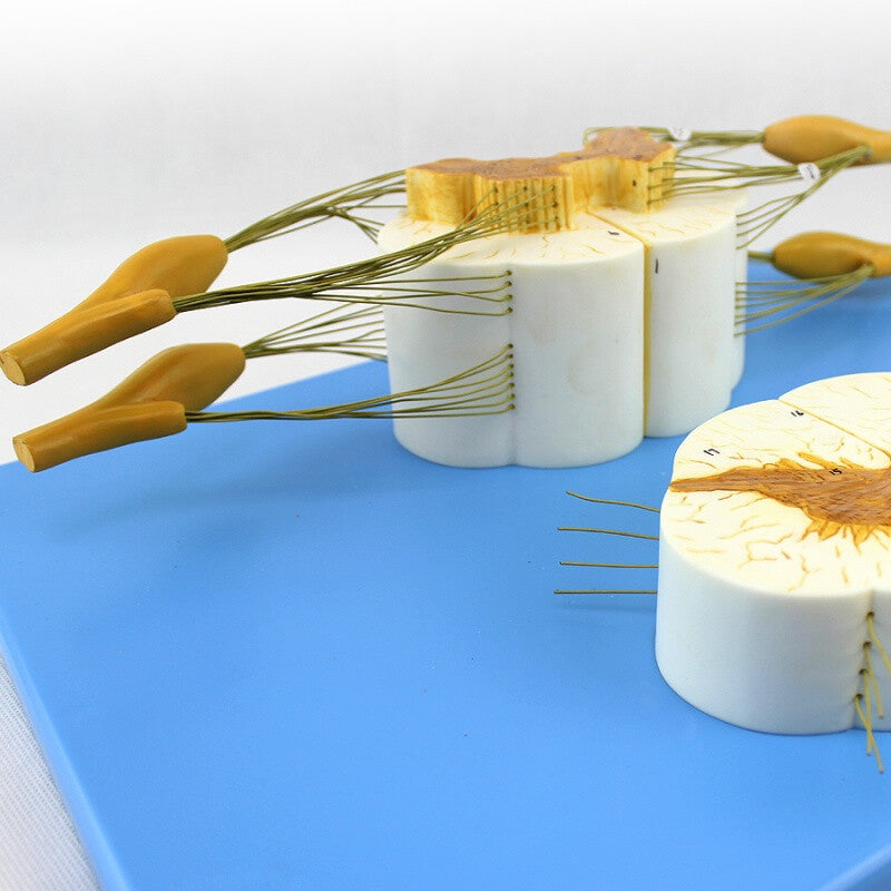 Enlarged Spinal Cord Model with Nerves