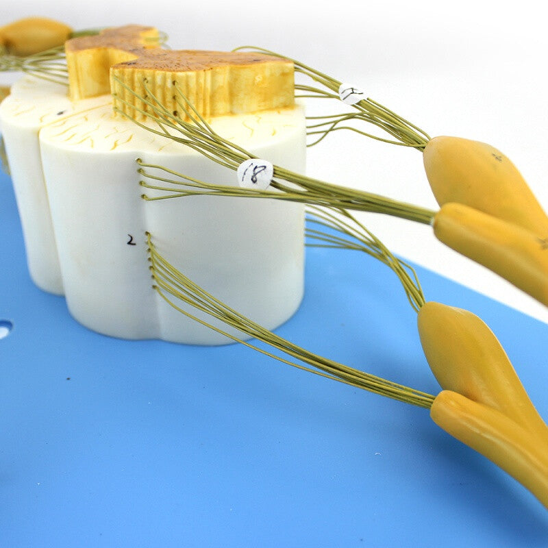 Enlarged Spinal Cord Model with Nerves