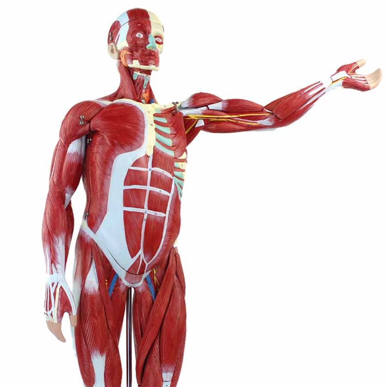 Human Muscular Figure Anatomy Model, 27 Parts