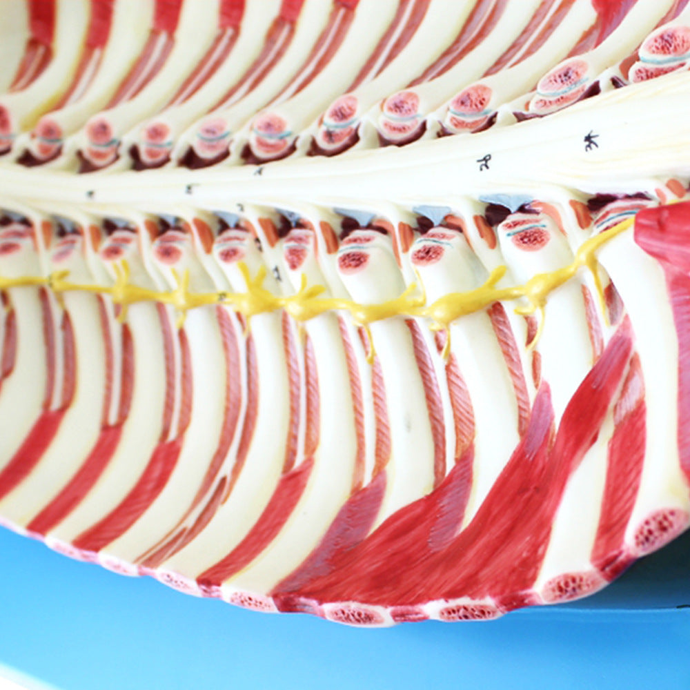 Anatomy Model - Spinal Cord in the Spinal Canal