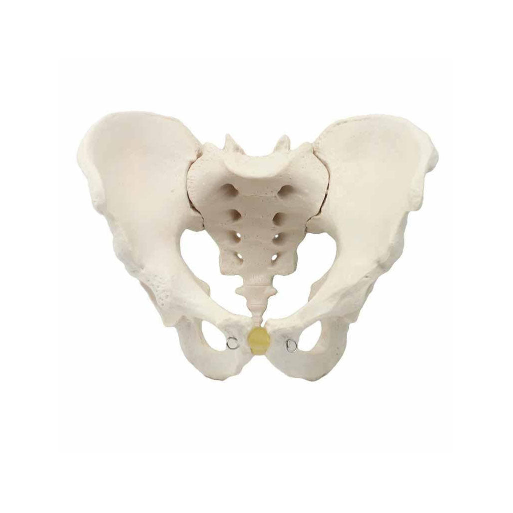 Female Pelvic Skeleton Model