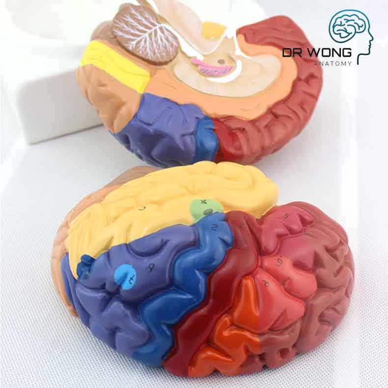 Regional Brain Model, Life-Size, 2 Parts – Dr Wong Anatomy