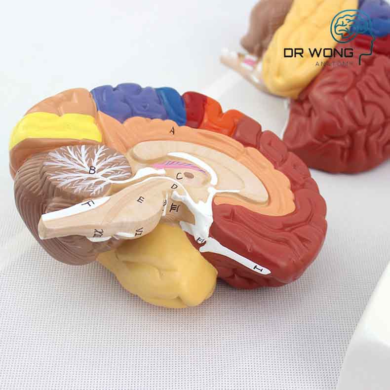 Regional Brain Model, Life-Size, 2 Parts – Dr Wong Anatomy