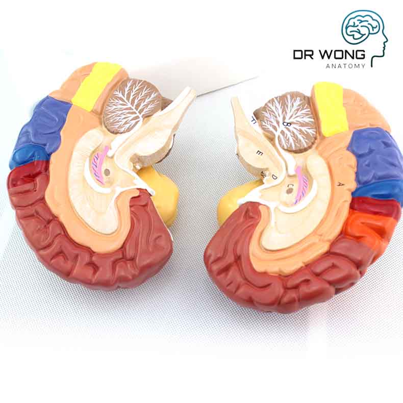 Regional Brain Model, Life-Size, 2 Parts – Dr Wong Anatomy