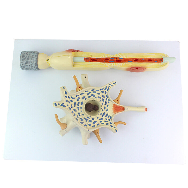 Neuron Model – Dr Wong Anatomy