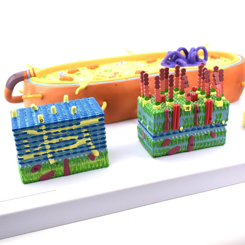 Bacterium Model Set