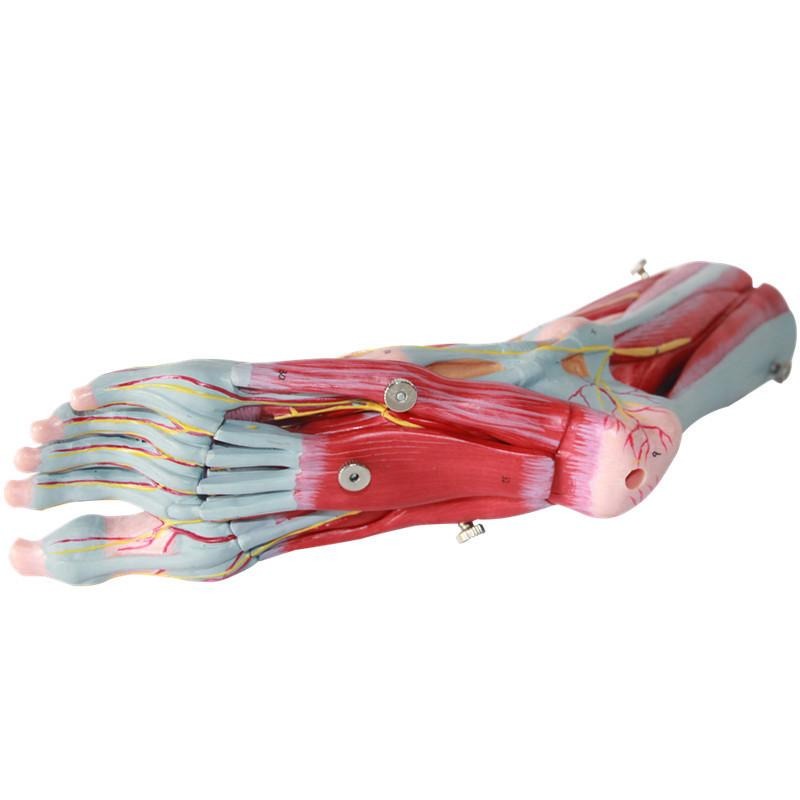 Muscles of the Foot Model, 9 Parts, Life-Size