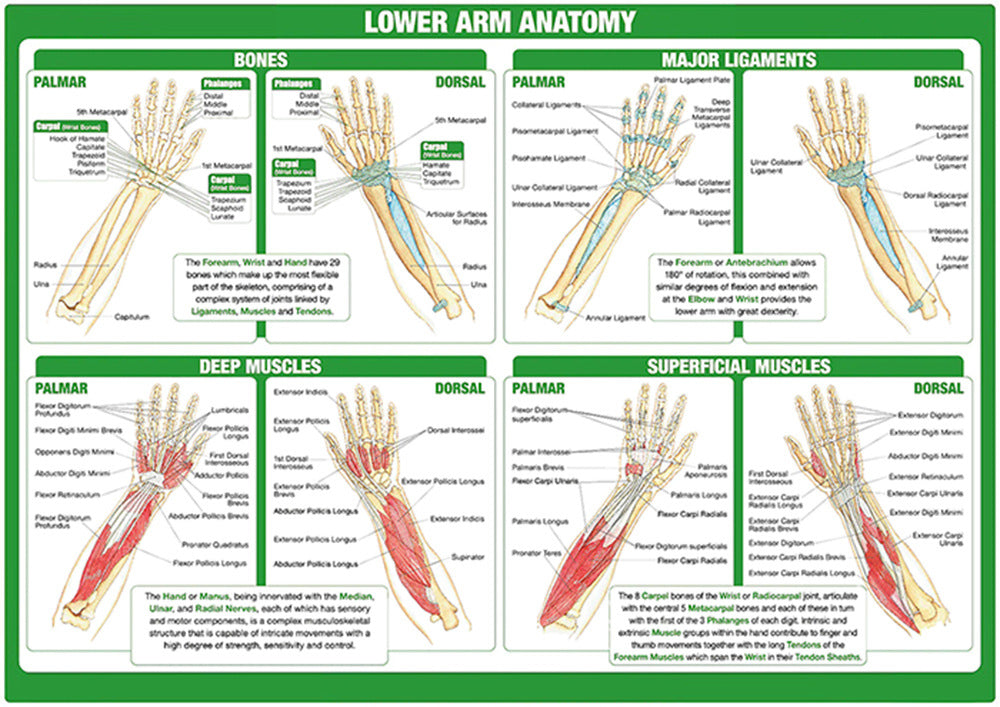 Lower Arm Anatomy Chart