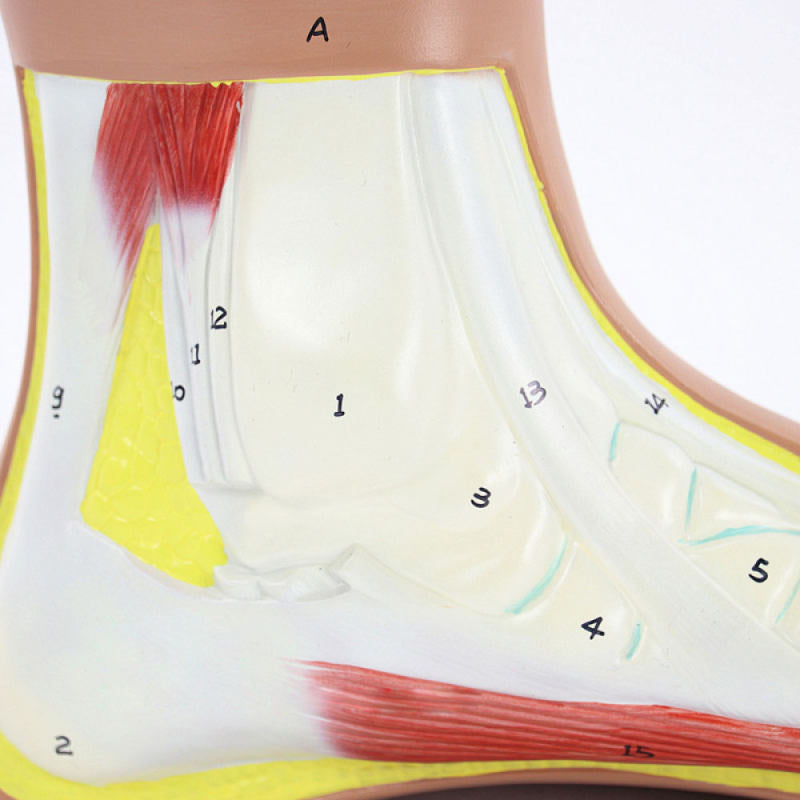 Normal Foot Model, Life-Size – Dr Wong Anatomy