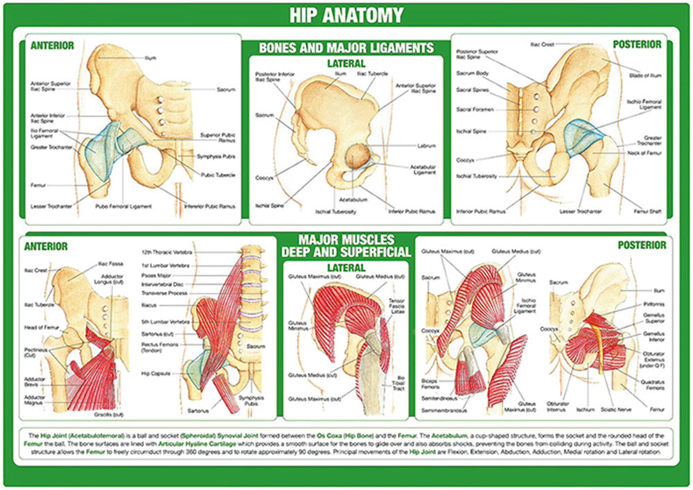 Hip Anatomy Chart