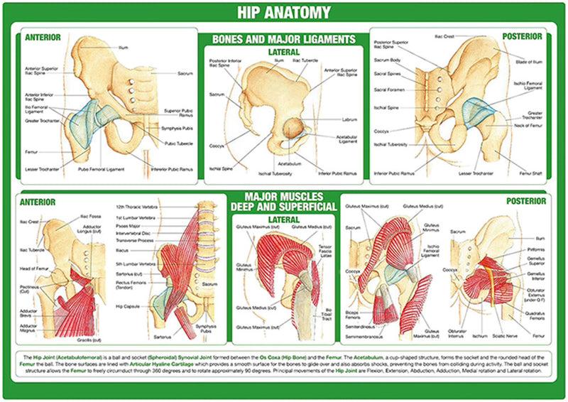 Hip Anatomy Chart