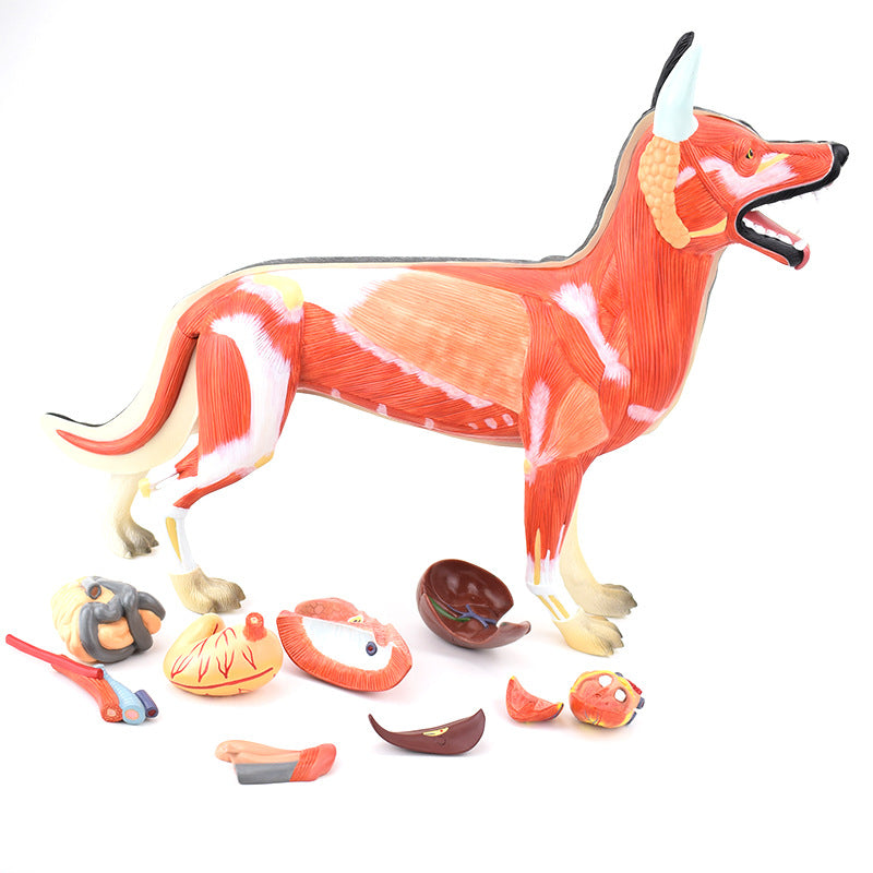 Large Dog Anatomy Model, 11 Parts