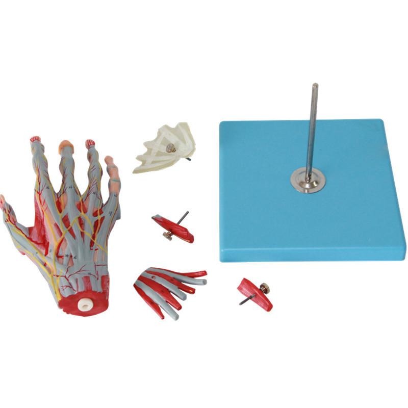 Muscles of the Hand Model with Base of Forearm, Life-Size