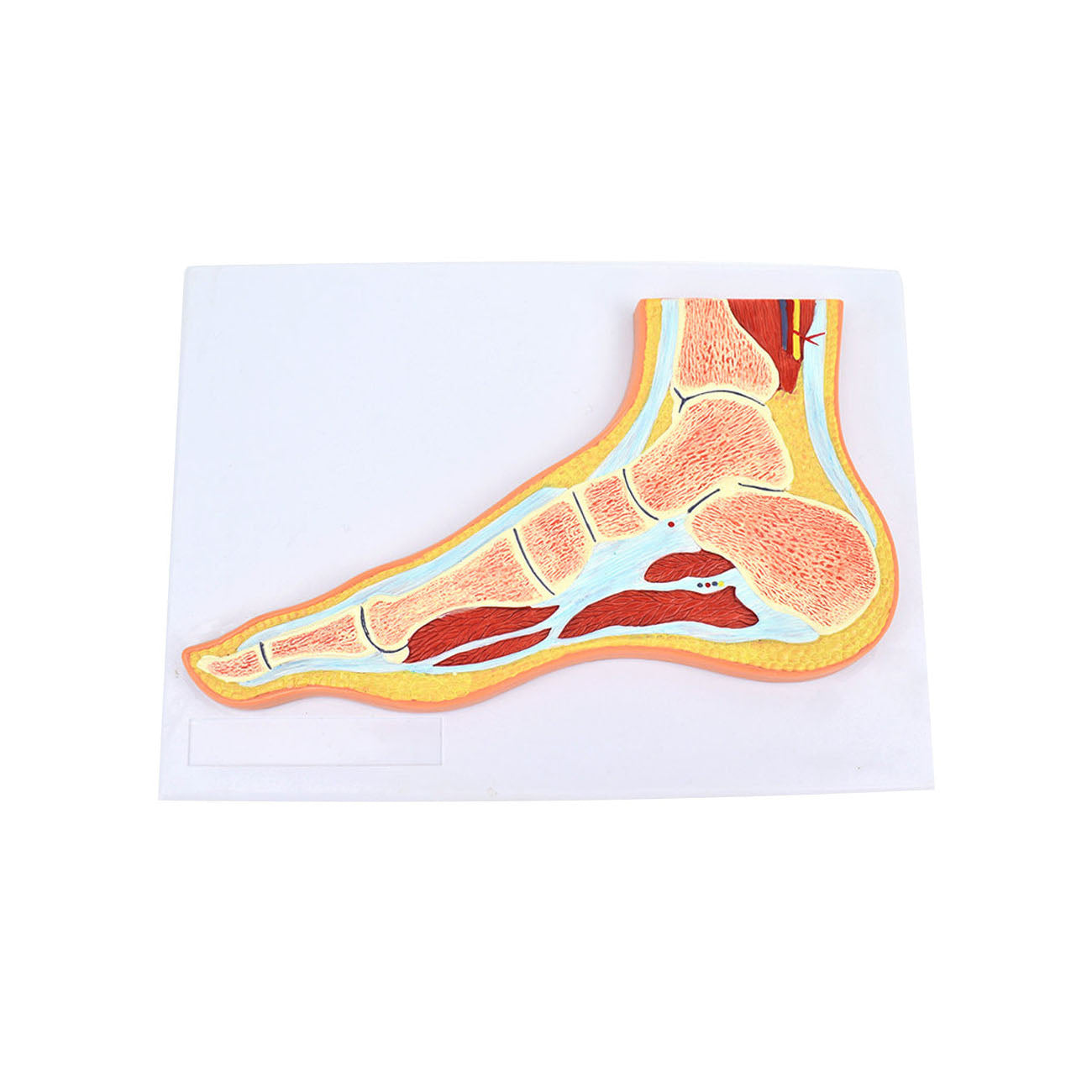 Normal Foot Section Model, Life-Size – Dr Wong Anatomy