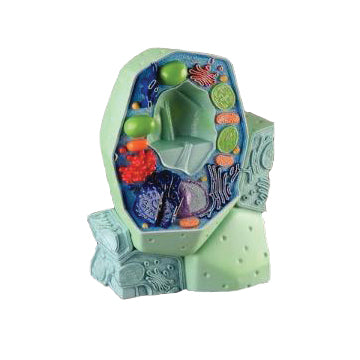 Plant cell model