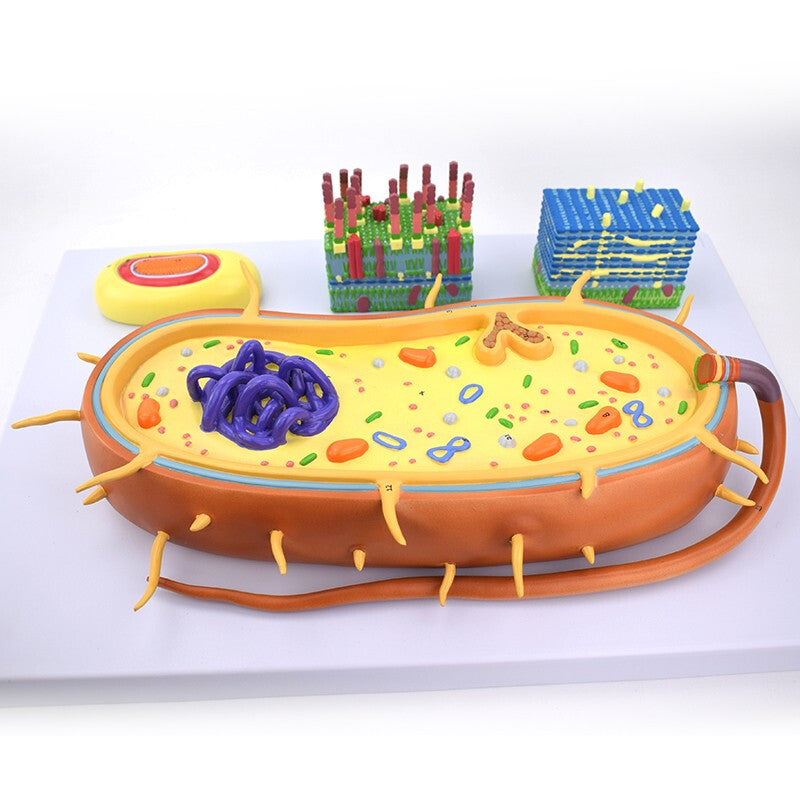Bacterium Model Set