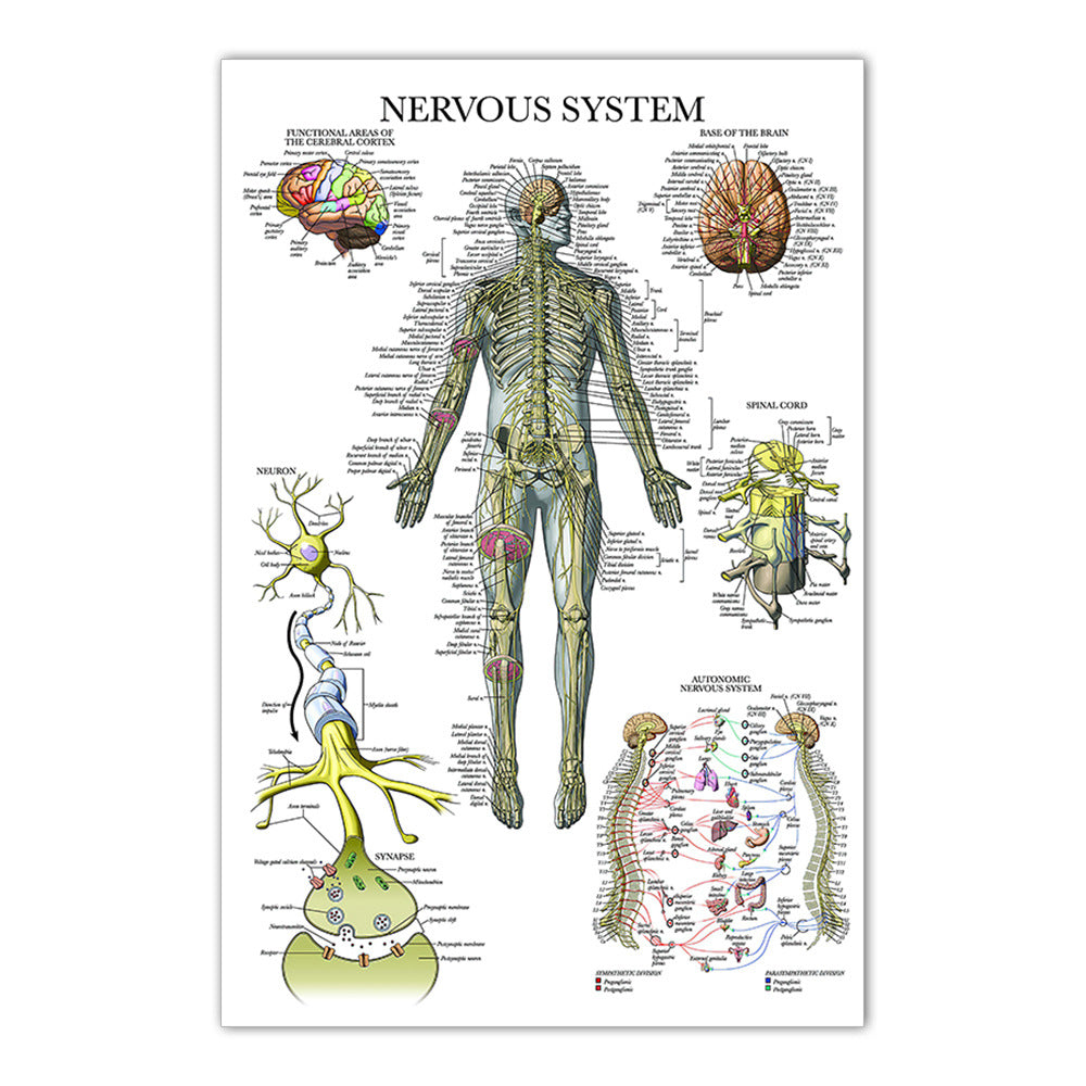 Anatomy Chart - Nervous System – Dr Wong Anatomy