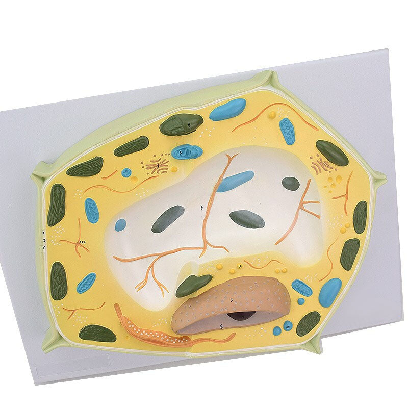 Plant Cell Model