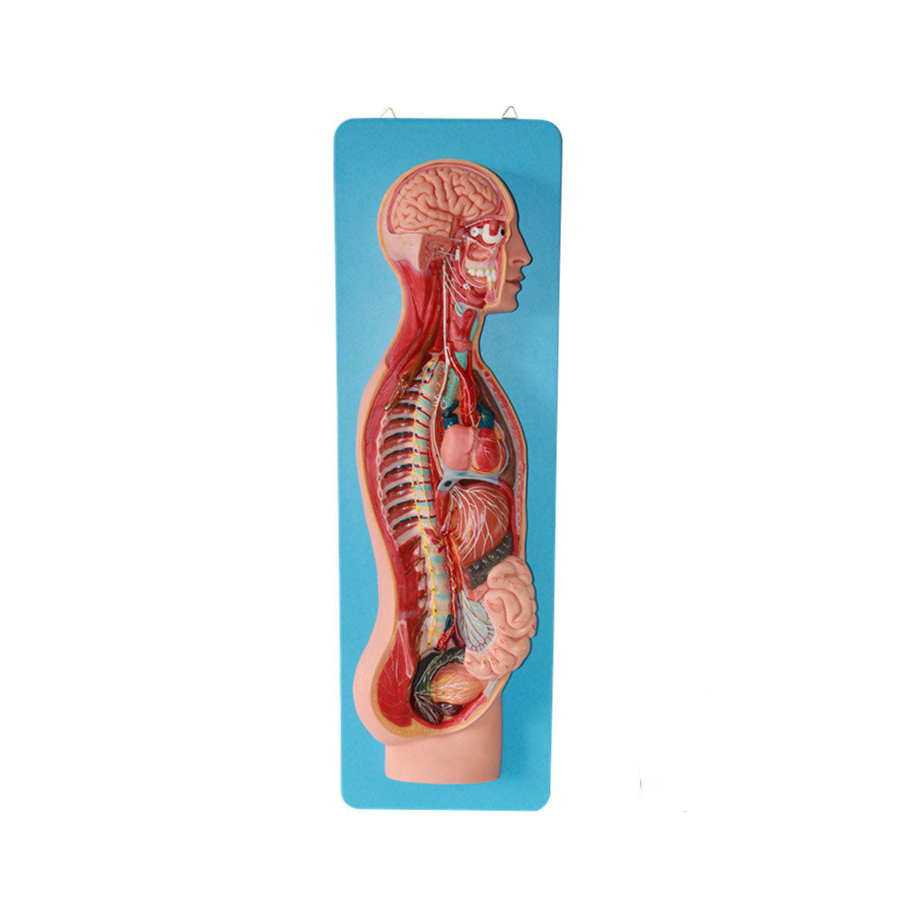 Sympathetic Nervous System Model – Dr Wong Anatomy