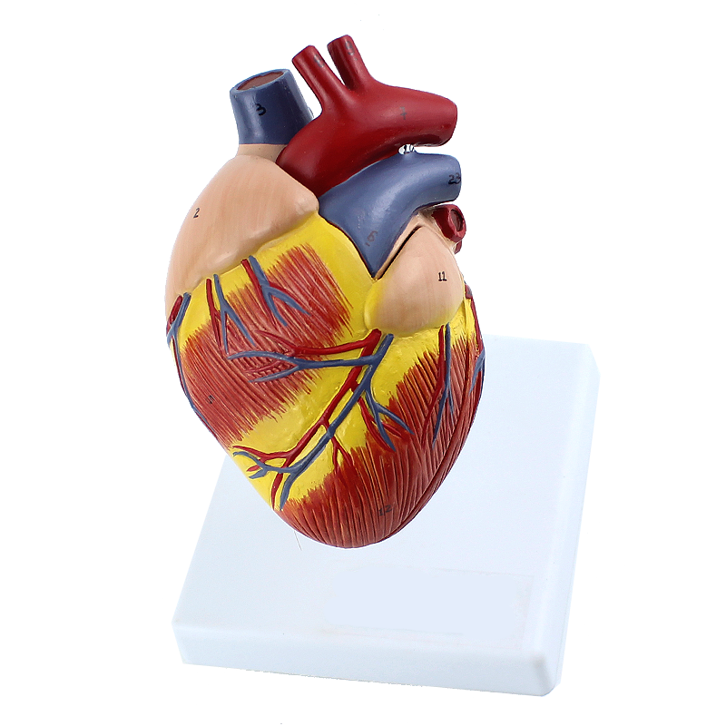 Canine Heart Model, 2 Parts, Life Size