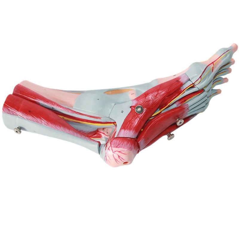 Muscles of the Foot Model, 9 Parts, Life-Size