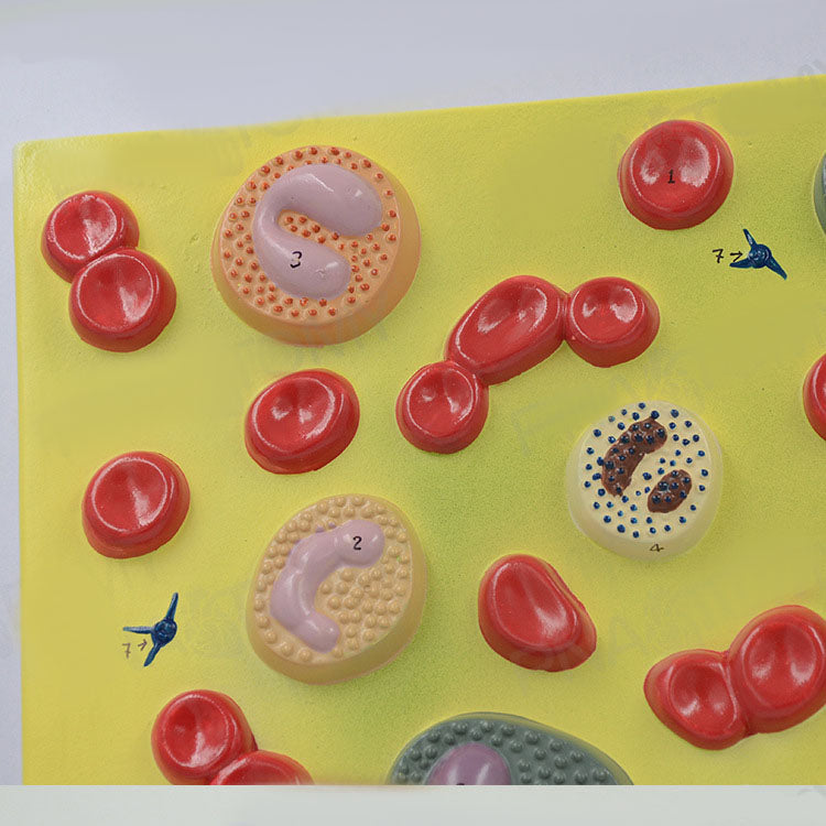 Human Blood Cell Types Model
