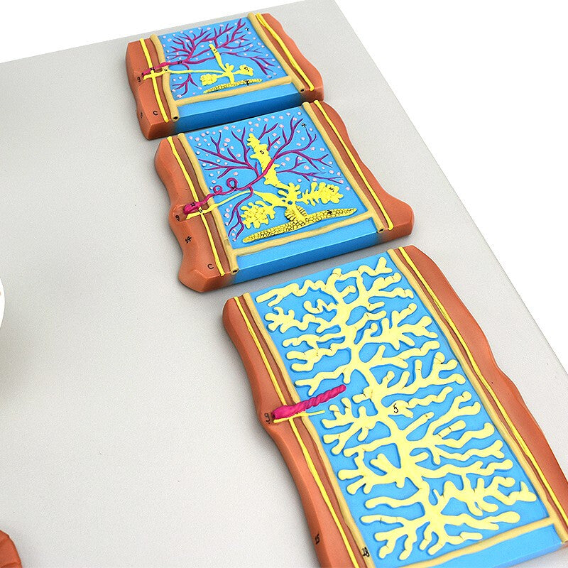 Comparative Tapeworm Model