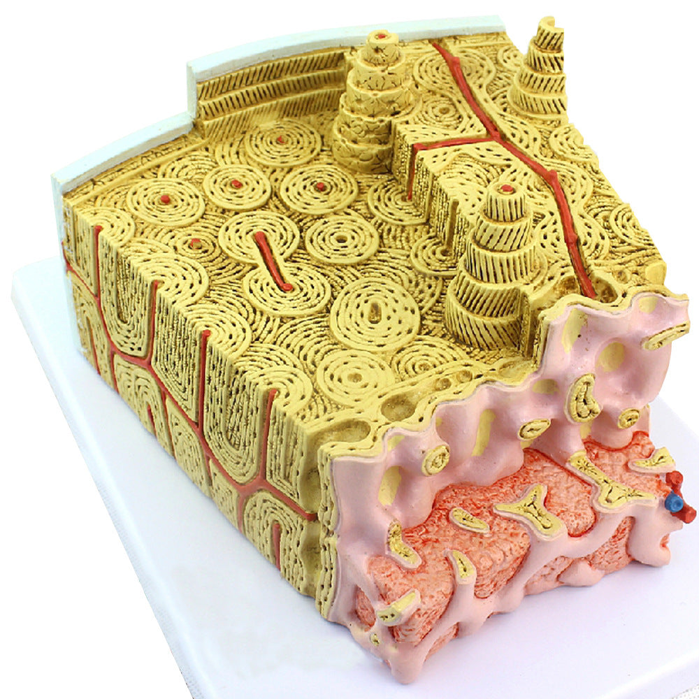 Bone Structure Model, 80X Life-Size