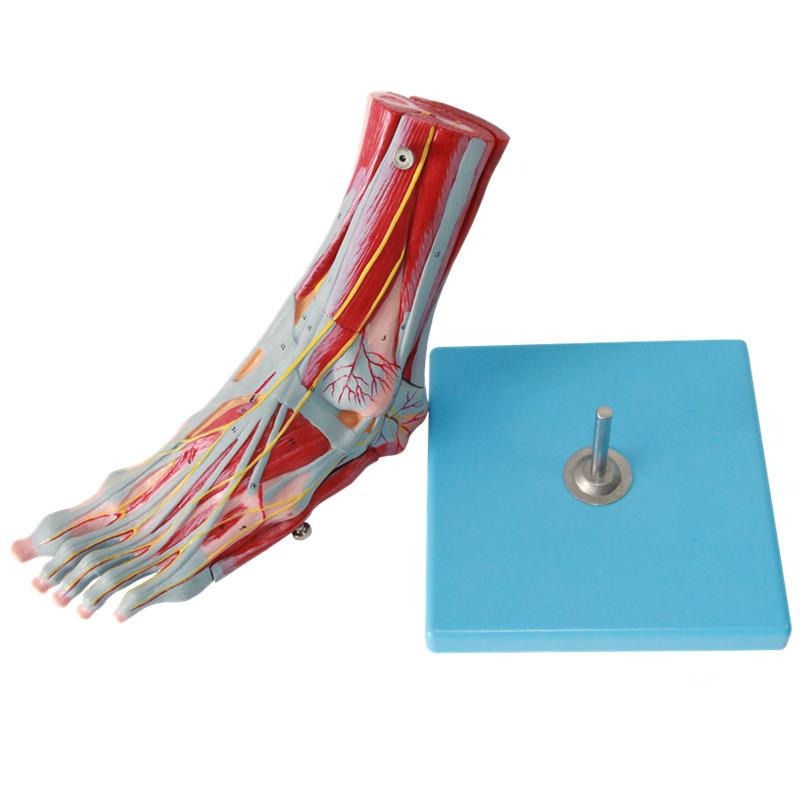 Muscles of the Foot Model, 9 Parts, Life-Size