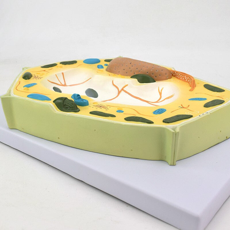 Plant Cell Model – Dr Wong Anatomy
