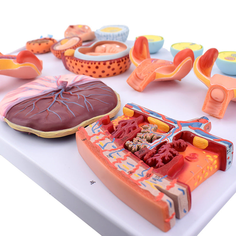 Fertilization and Development of the Human Ovum up to the 3rd Month Sh ...
