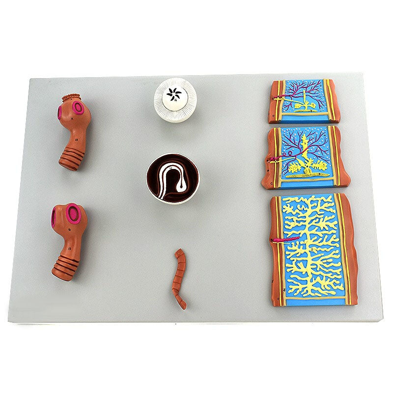 Comparative Tapeworm Model